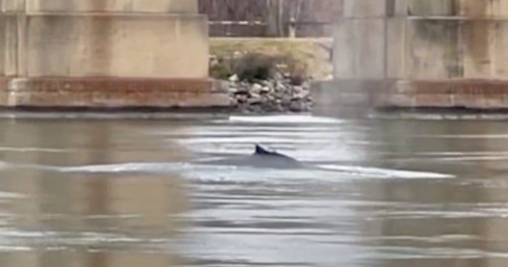 Whale Spotted Swimming In Cape Cod Canal Under Bourne Bridge - CBS Boston