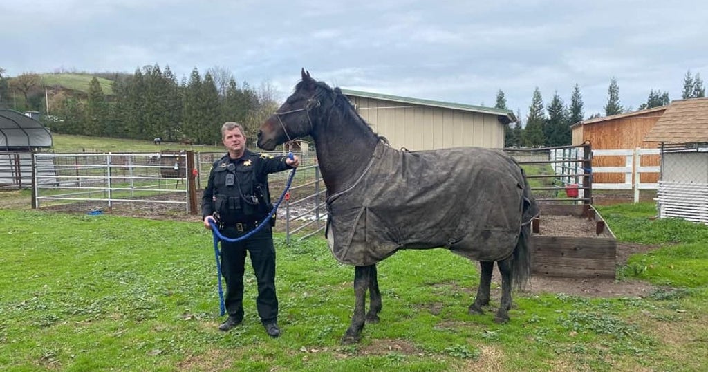 Horses Get Loose Near Tracy; 1 Killed After Getting Hit By Car - CBS ...