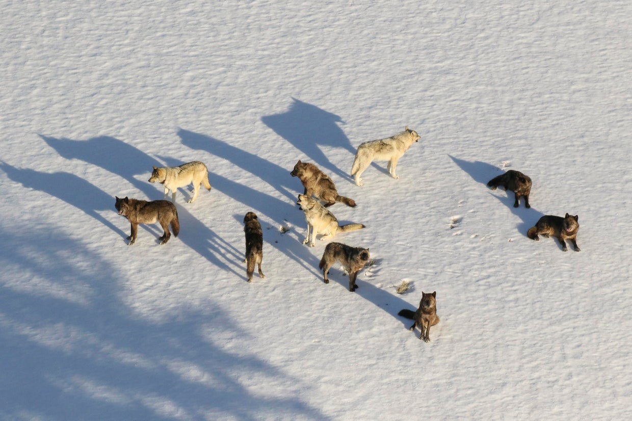 20 Yellowstone wolves killed by hunters after roaming from park - CBS News