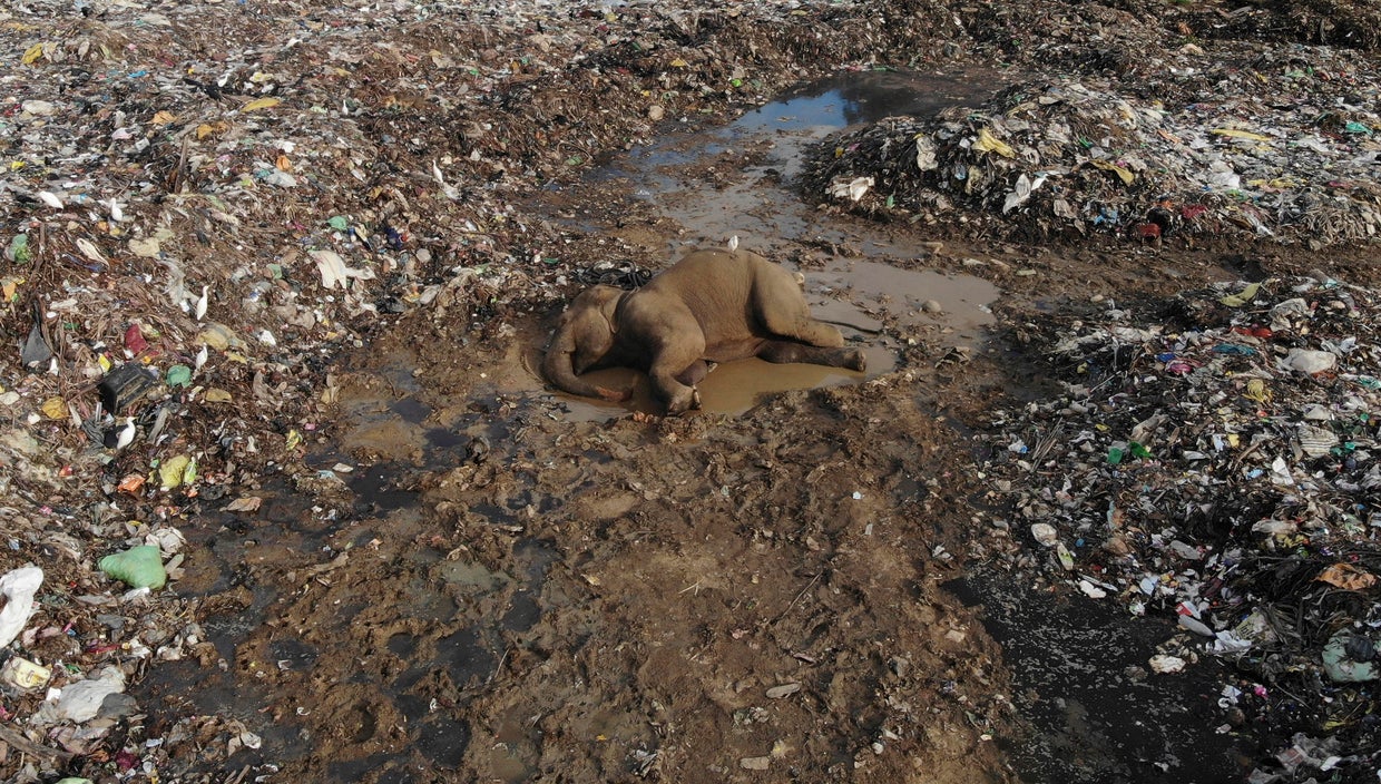Plastic waste in an open landfill is killing hungry elephants in Sri ...