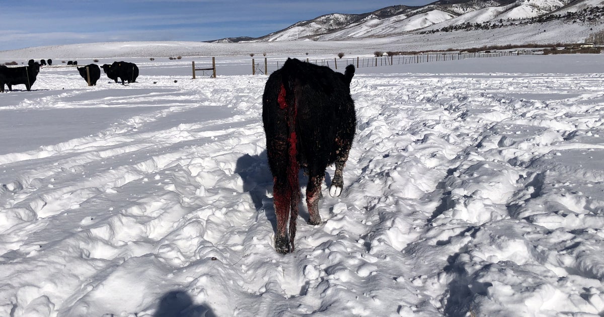Rancher Struggles To Haze Wolves After Pack Attacks 2 Cows In 2 Days ...