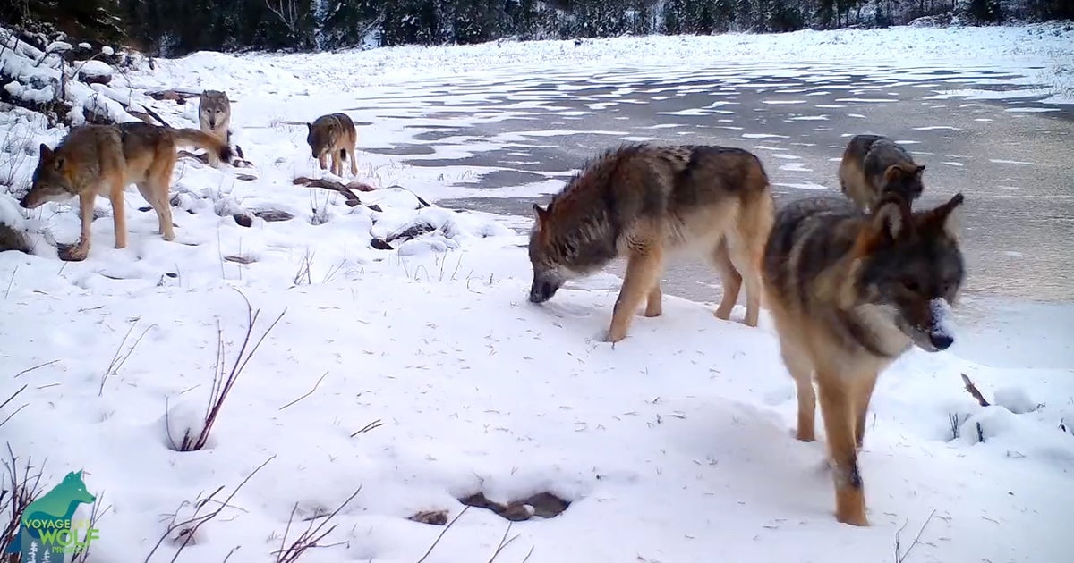Camera In Northern MN Catches Full Wolf Pack In Single Frame - CBS ...