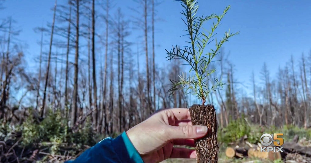 Redwood Seedlings Planted in Fire-Scarred Santa Cruz Mountains - CBS ...