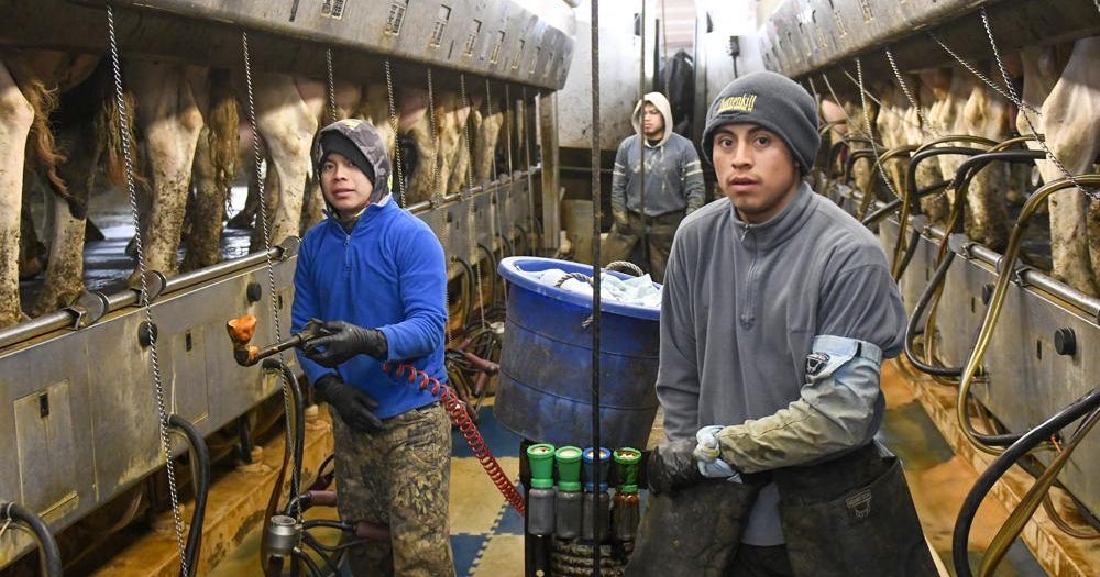 Farmhands often work 60 hours without getting OT pay. New York wants to ...