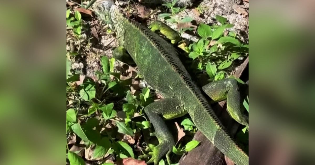 As temperatures fall across South Florida, so do frozen iguanas from ...