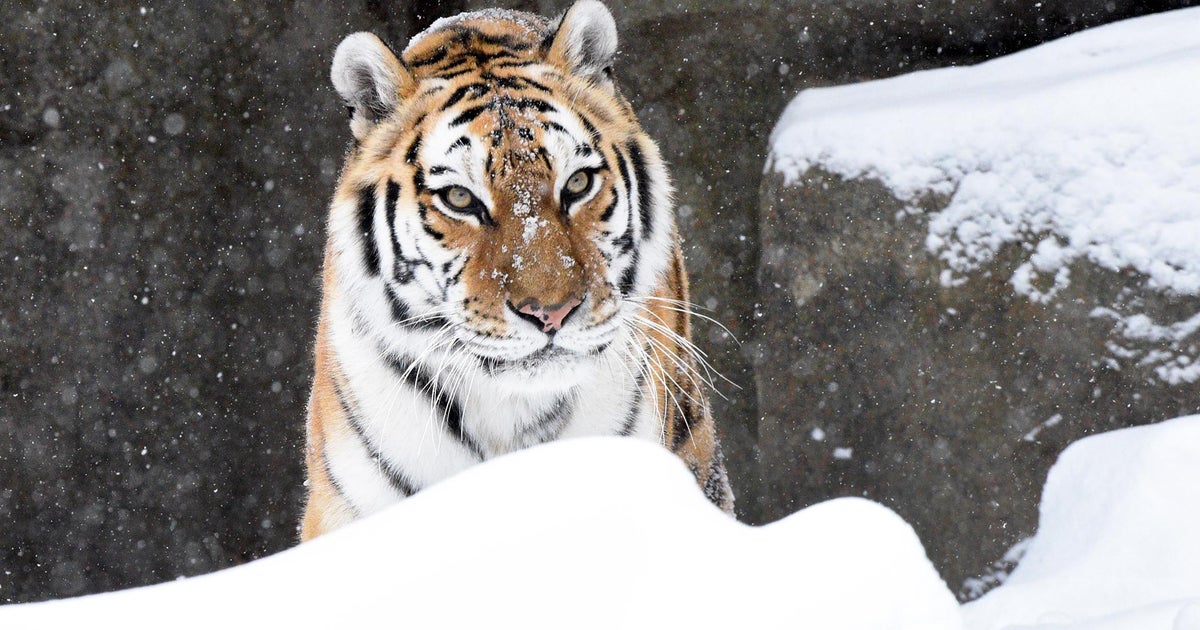 Chicago Weather Alert: Animals At The Brookfield Zoo Embrace The ...