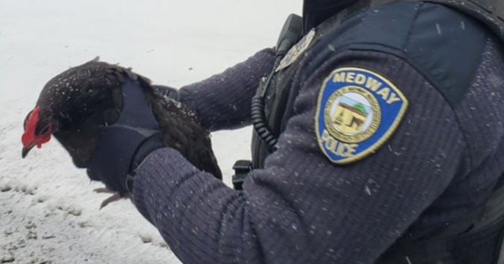 Police Officer Helps Chicken Cross The Road In Medway - CBS Boston