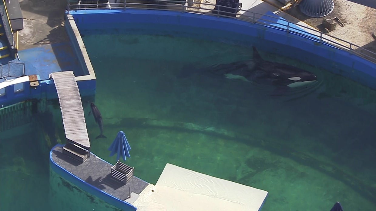 Lolita 'Feeling Better' At Miami Seaquarium Despite PETA Claims Killer ...