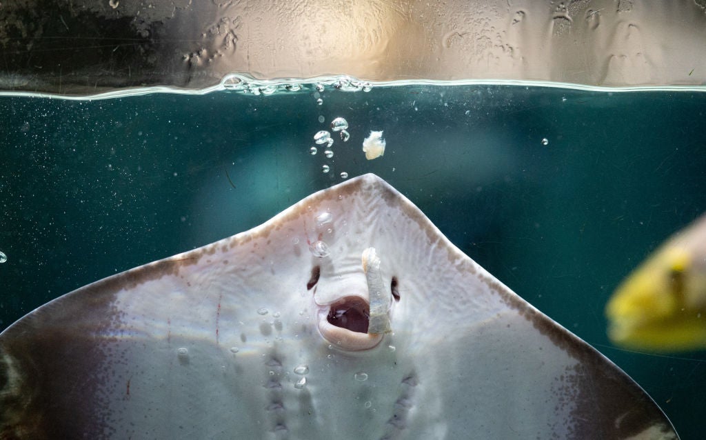 Florida Zoo Stingray Habitat To Reopen A Year After 12 Rays Found Dead ...