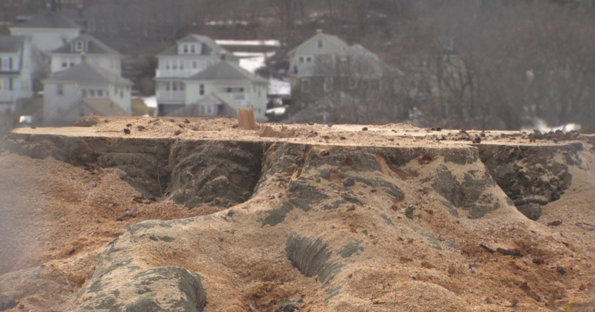 Allston-Brighton Residents Outraged After 200-Year-Old Beech Tree ...