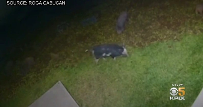 Morgan Hill Neighbors Blame Wild Pig Problems on Local Construction ...
