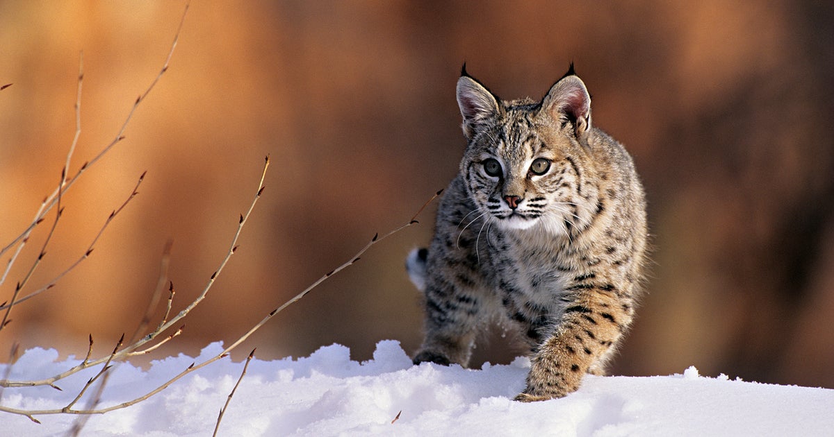Police Getting Numerous Reports Of Bobcat Sightings In Southern New ...