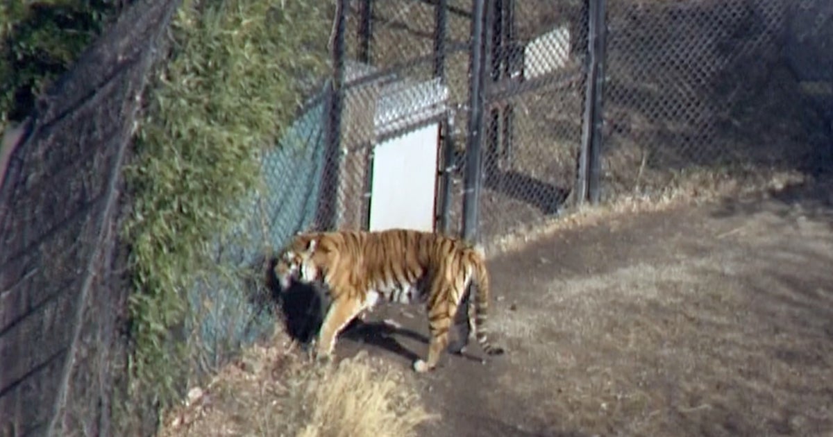 Last remaining tiger at Franklin Park Zoo having 'serious health issues ...