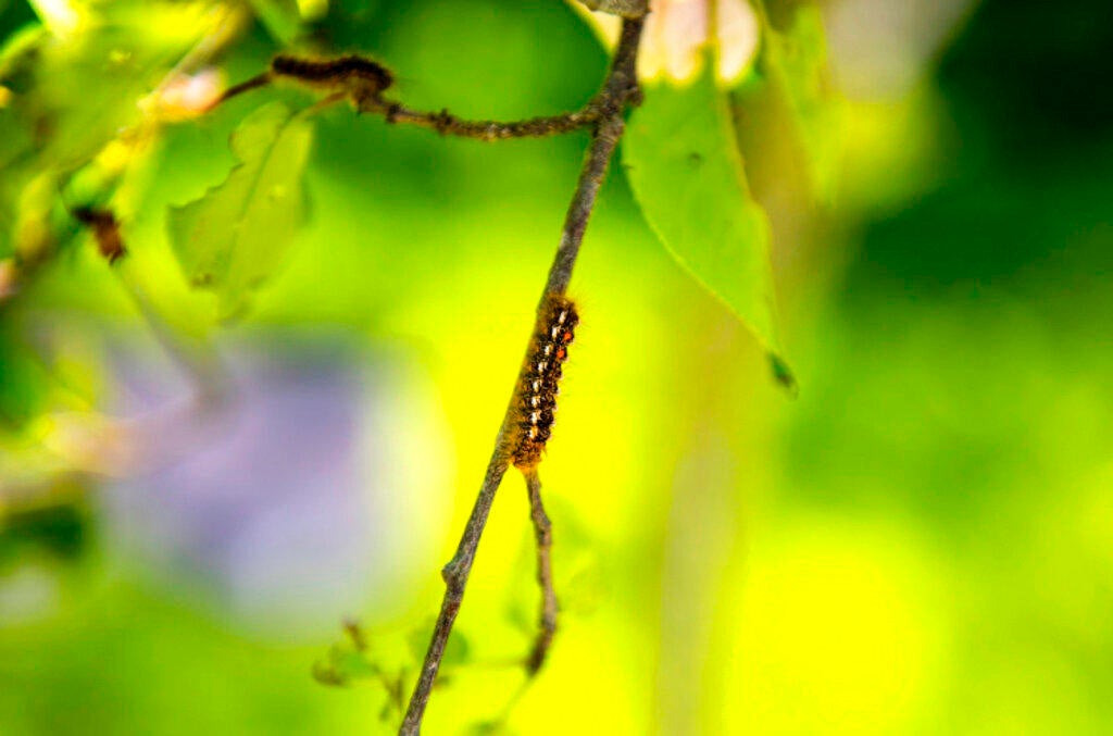 Moth that causes rash is spreading due to warming temperatures ...