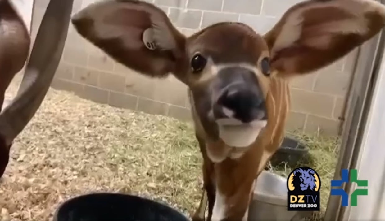 Denver Zoo Welcomes Baby Bongo Named Winston - CBS Colorado