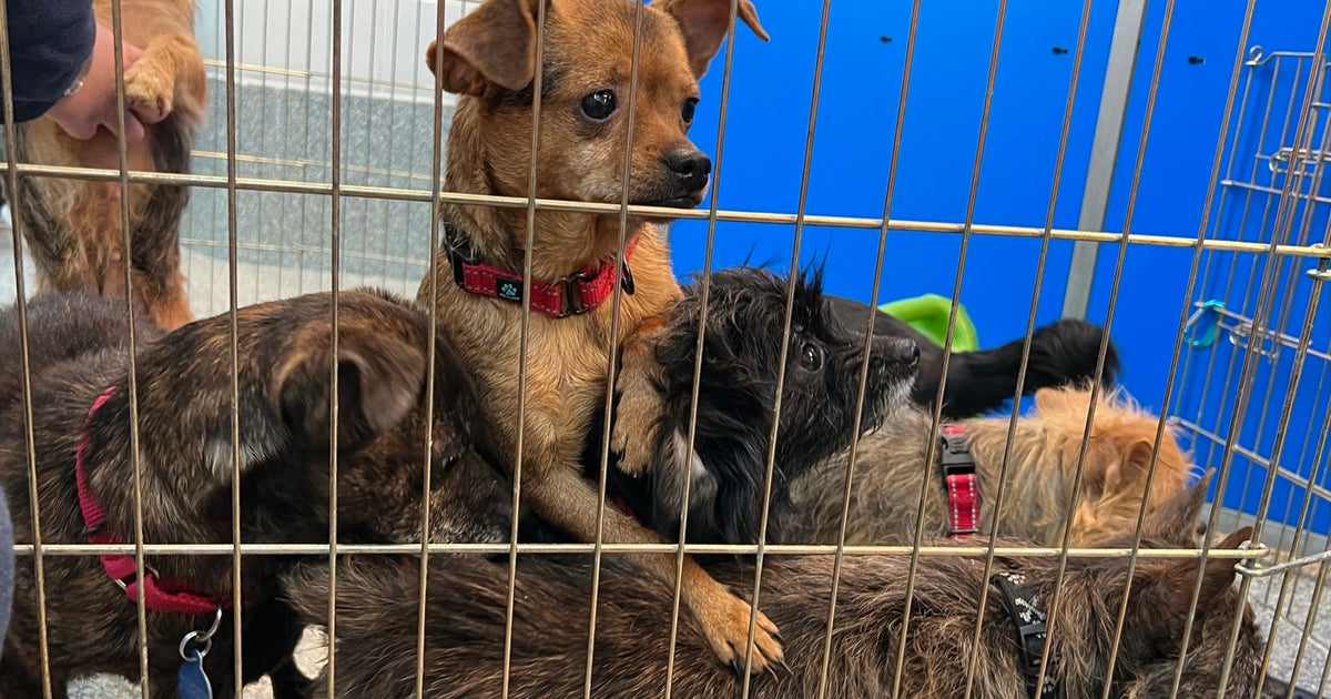 23 Yorkie Mixes, Some Rescued From Backyard Shed, Going Up For Adoption ...