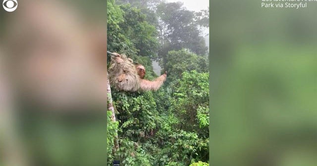 Child runs into sloth while zip lining through Costa Rican rainforest ...