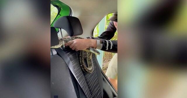 Snake catcher removes carpet python from car's headrest - CBS News