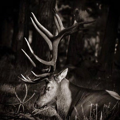 Iconic Bull Elk Found Dead In Rocky Mountain National Park - CBS Colorado