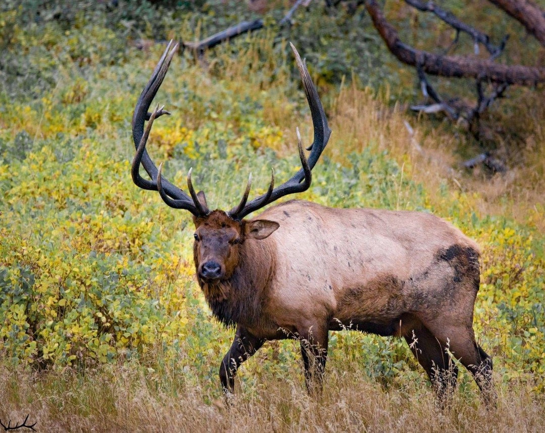 Skull, Antler Illegally Removed From 'Kahuna' Found Dead In Rocky ...