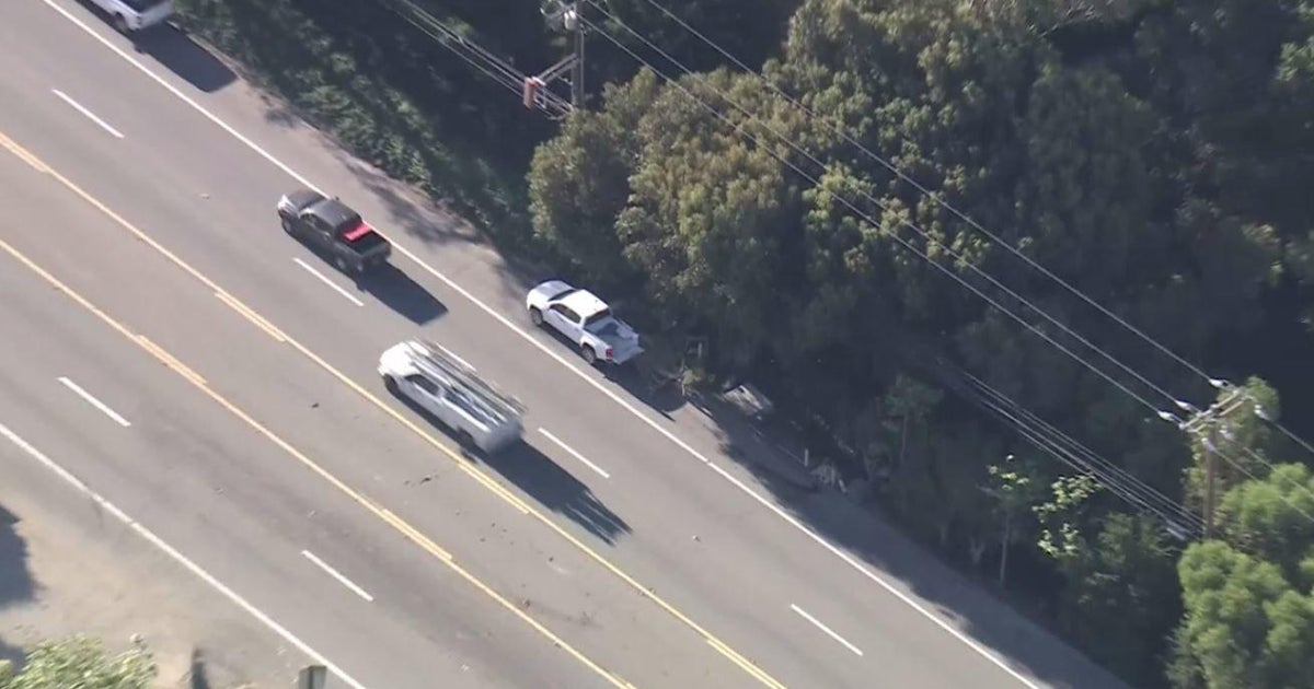 Young mountain lion hit, killed on PCH in Malibu - CBS Los Angeles