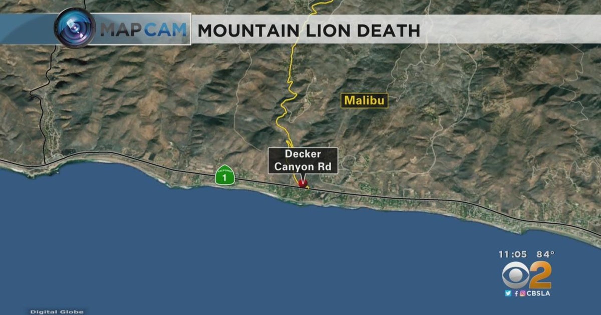 Young mountain lion hit, killed on PCH in Malibu - CBS Los Angeles