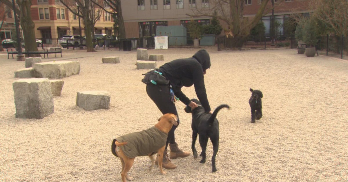 Return To Work Fuels High Demand For Dog Walkers - CBS Boston