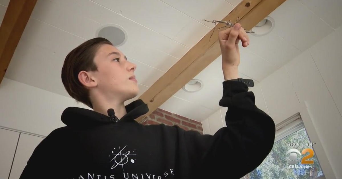 STEAM: Meet a mantis breeder and dealer - CBS Los Angeles