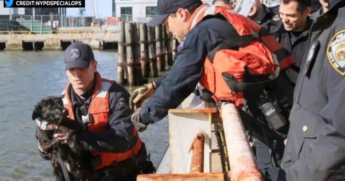 Police rescue puppy from East River in Lower Manhattan - CBS New York
