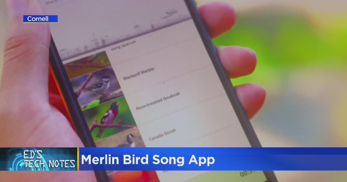 Ed's Tech Notes: Merlin Bird Song App - CBS Chicago