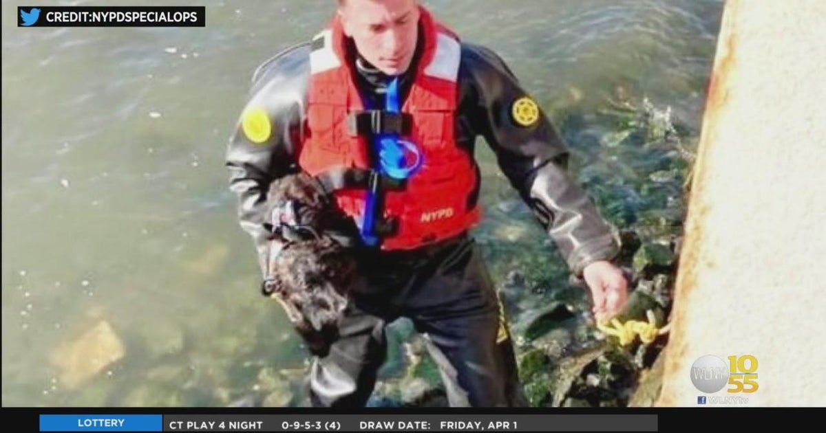 NYPD officers rescue puppy after it ends up in the East River - CBS New ...