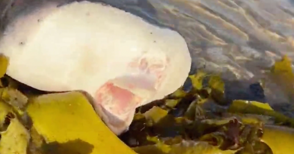 Jogger discovers "alien like creature" with "human" lips on Australian ...