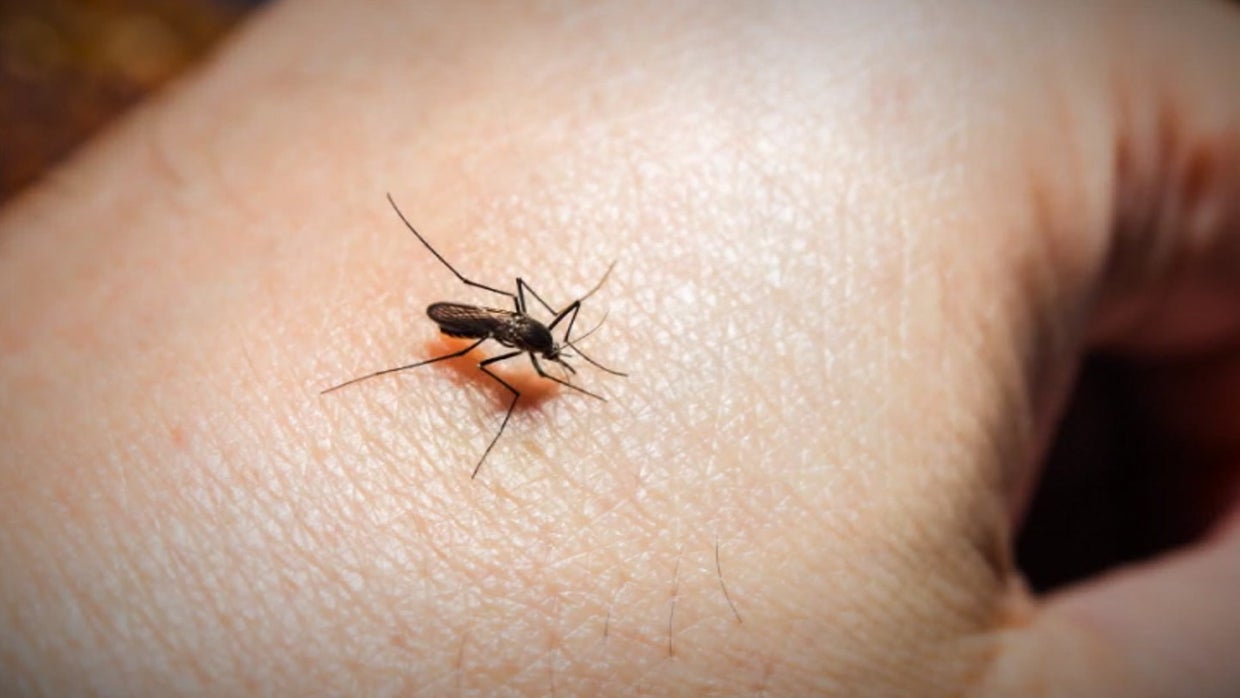Mosquitoes return in force to the Twin Cities - CBS Minnesota