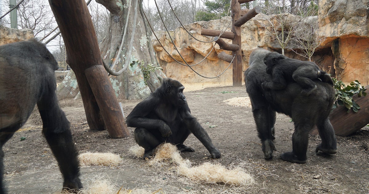 Franklin Park Zoo Opens $9.1M 'Gorilla Grove' Habitat - CBS Boston