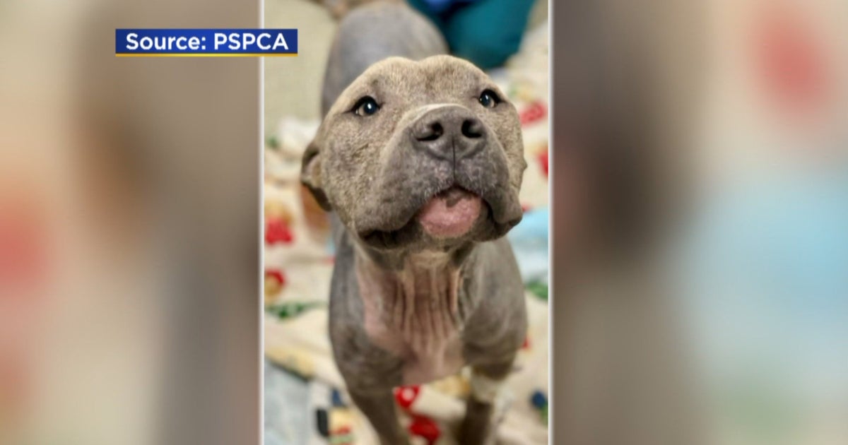 PSPCA Looking For Forever Home For Logan, Dog Who Lost Two Legs - CBS ...