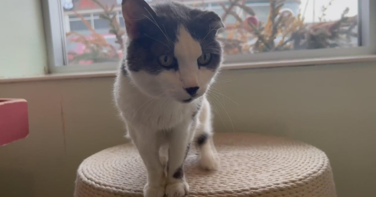 PAWS Pet of the Week: Suzie - CBS Chicago