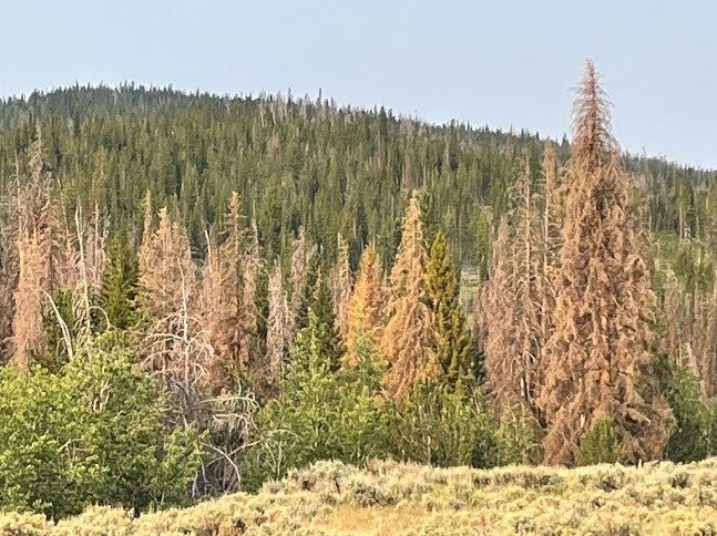 Drought Conditions Continue To Weaken Colorado Forests That Are ...
