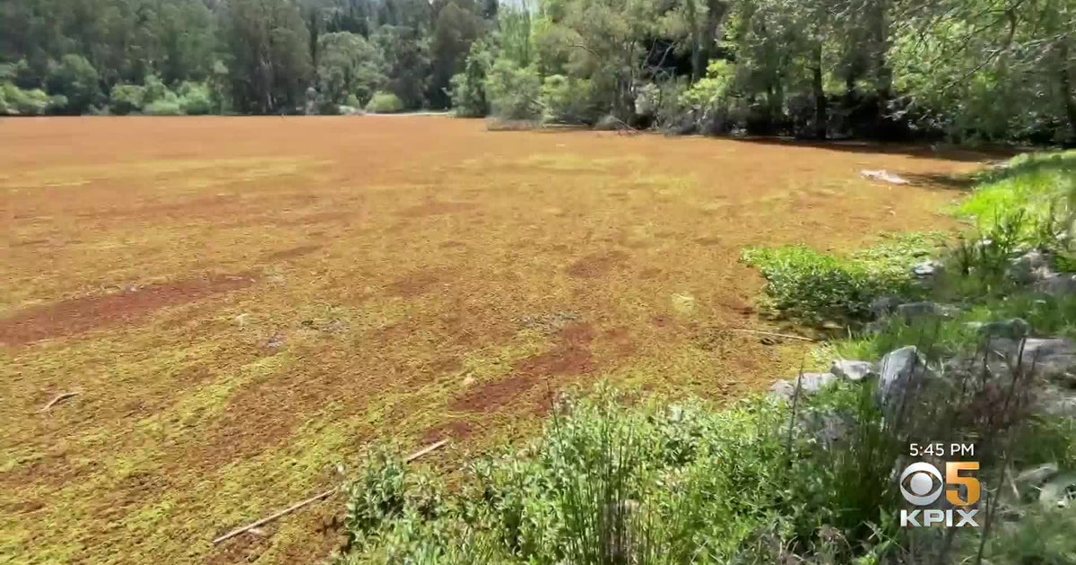 Non-Toxic Fern Covers Surface of Lake Anza in Berkeley - CBS San Francisco