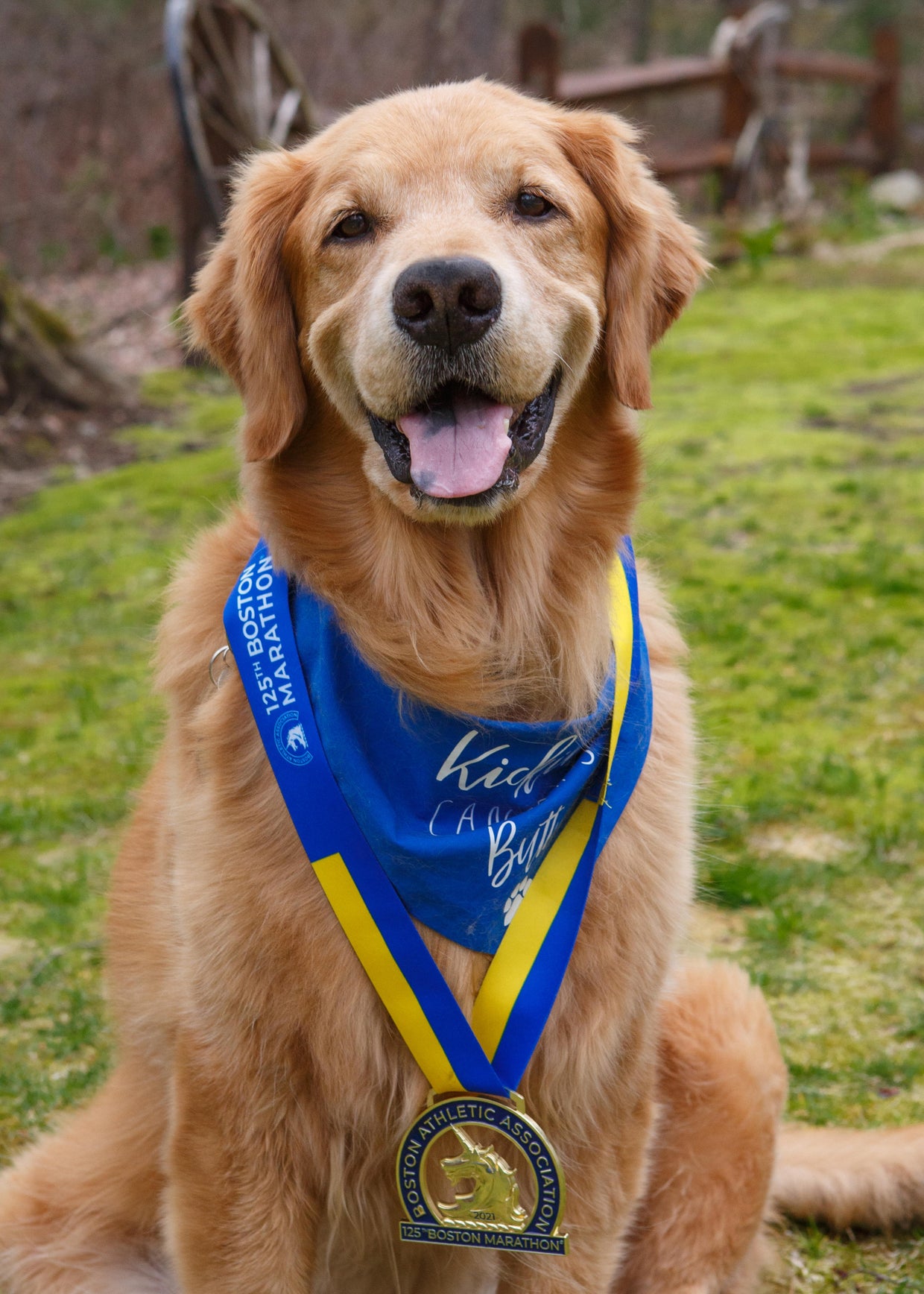 Spencer the beloved therapy dog named "official dog of the Boston ...