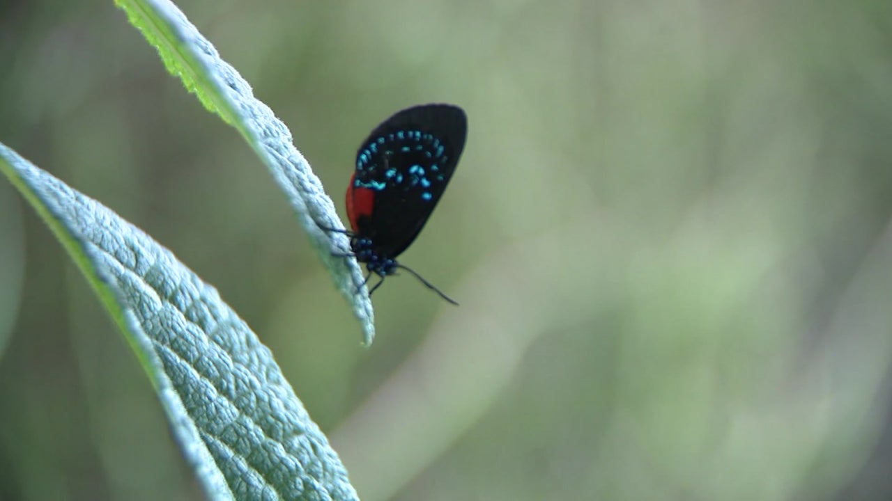 Miami Proud - CBS Miami