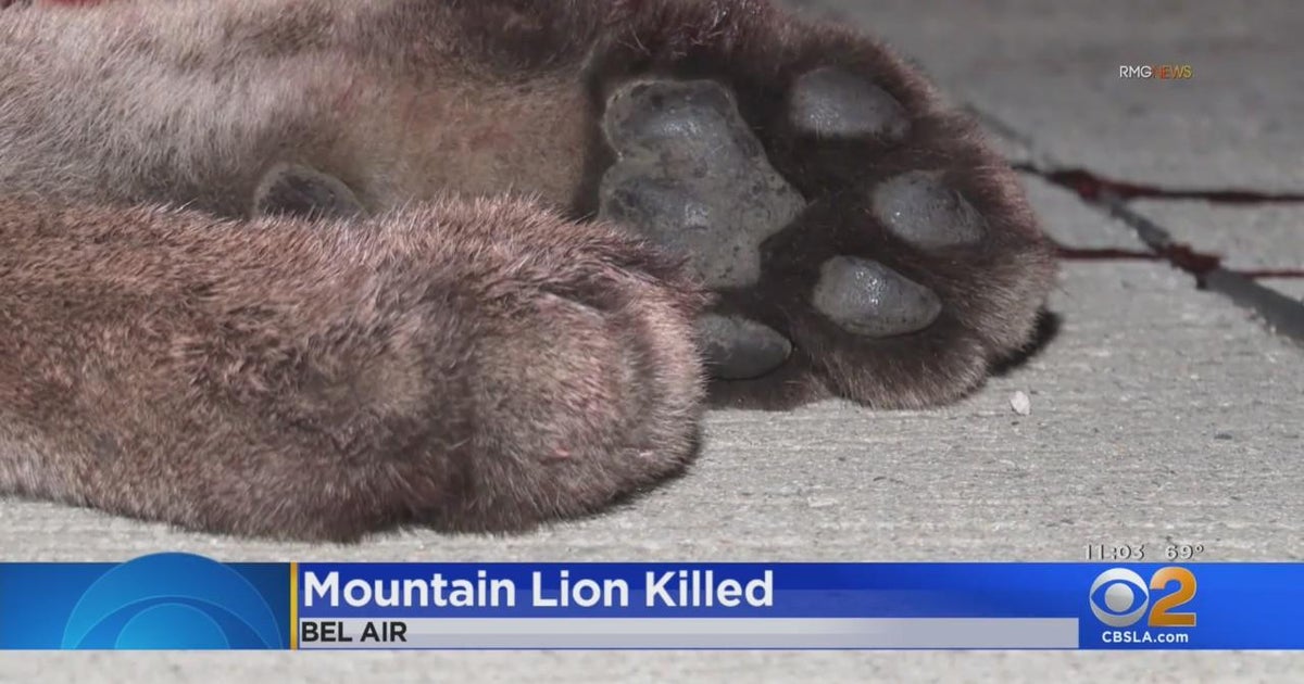 Mountain lion struck, killed on 405 freeway in Sepulveda Pass just one ...