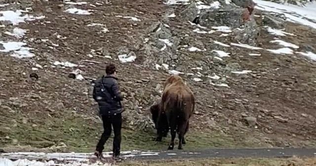 Bison charges at man in Yellowstone National Park after he got too ...