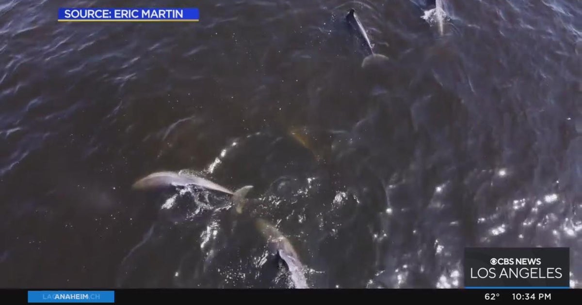 Red tide spotted off coast of Orange County and South Bay - CBS Los Angeles