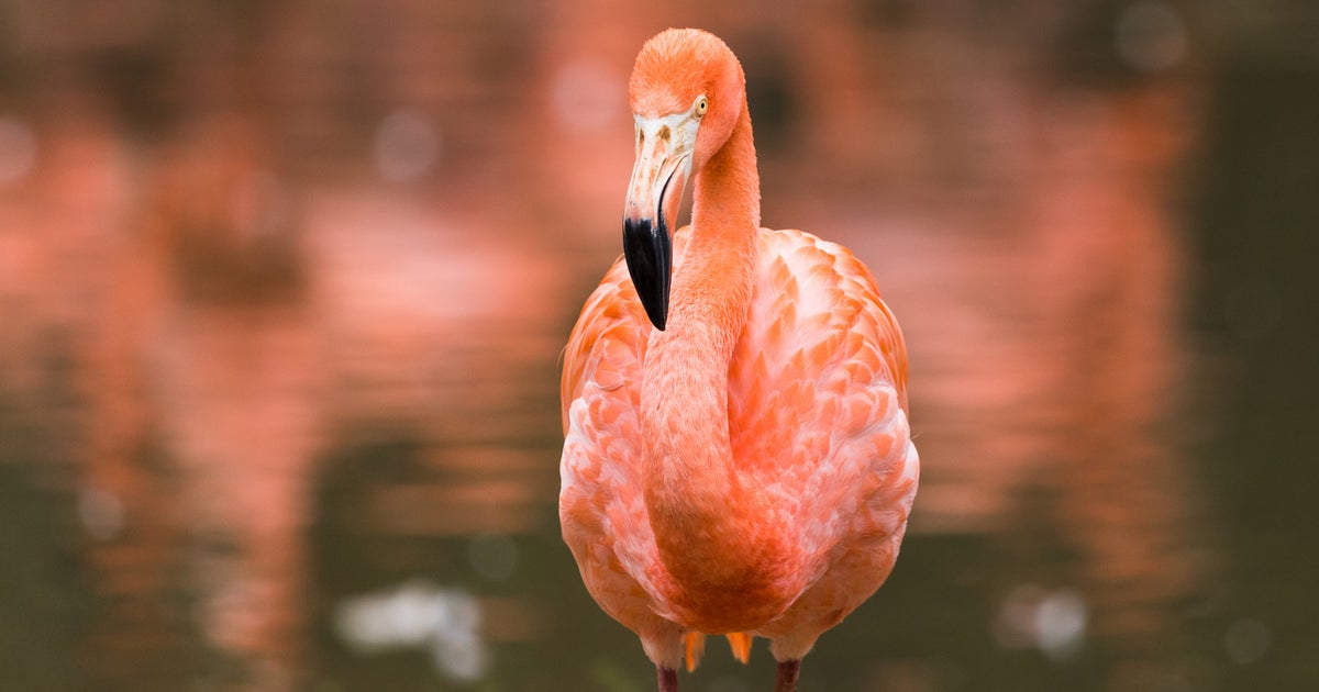 Wild Fox Kills Dozens Of Flamingos At National Zoo - CBS Baltimore