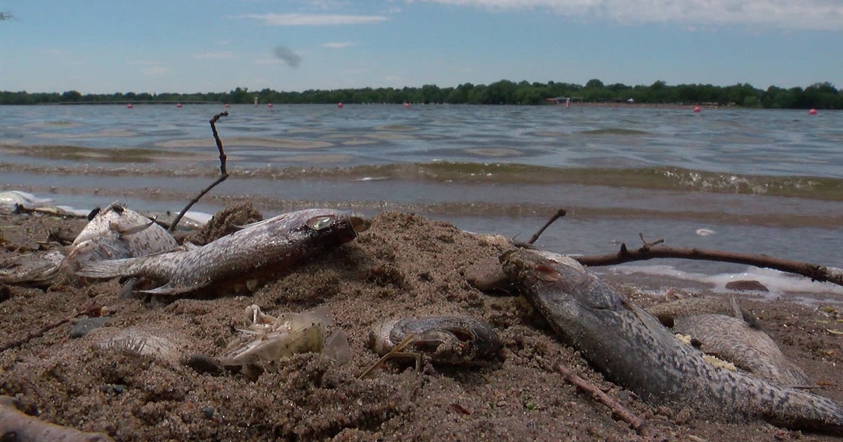 How 'Fish Kills' Reset The Ecology Of Lakes And Ponds - CBS Minnesota