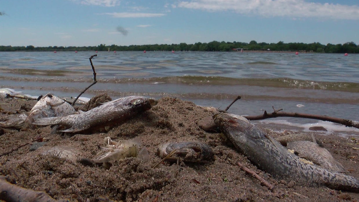 How 'Fish Kills' Reset The Ecology Of Lakes And Ponds - CBS Minnesota