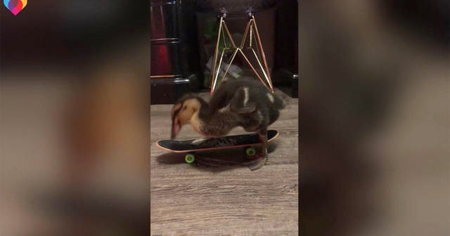 Duck learns to ride skateboard - CBS News
