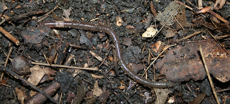 Minnesota Anglers, Gardeners Urged To Beware Of Invasive Jumping Worm - CBS Minnesota