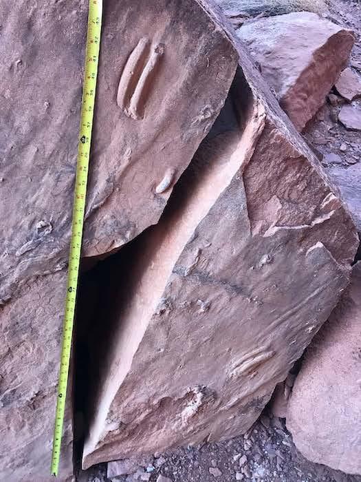 National Park Service searching for "irreplaceable" fossils stolen ...