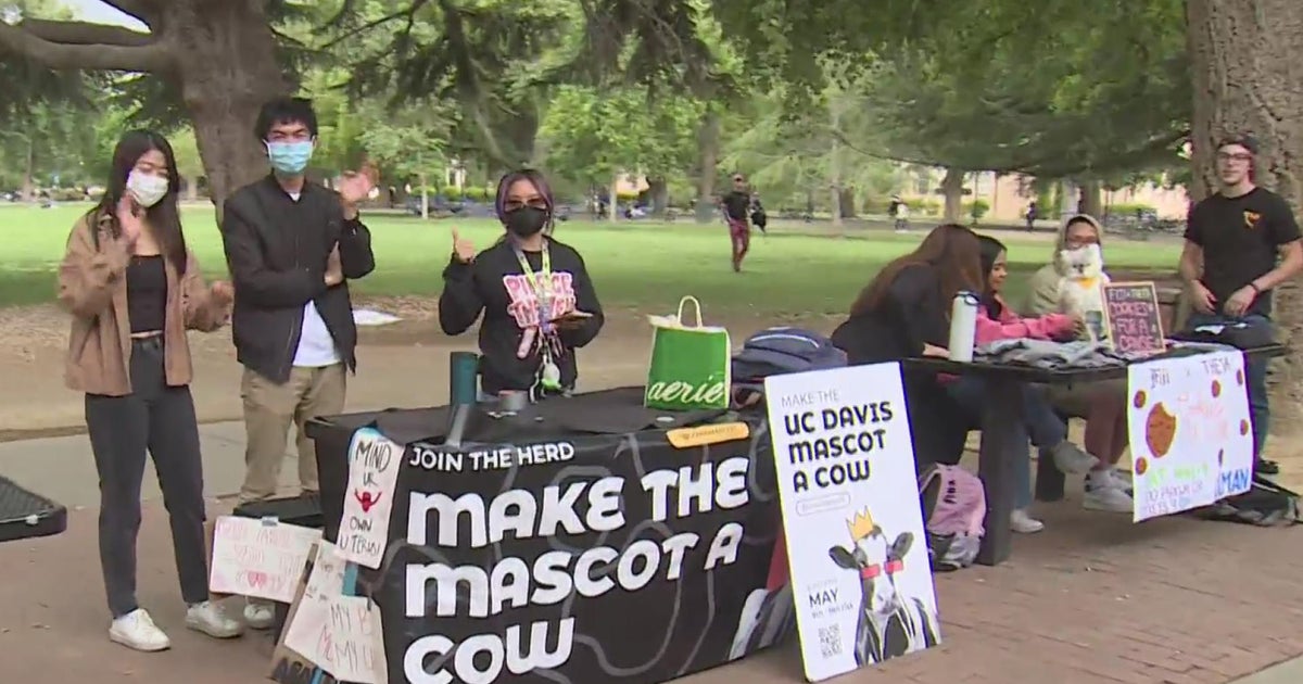Cow Or Mustang? Group Of UC Davis Students Push To Change Mascot - Good ...